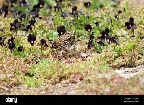 California Coastal Race Of Song Sparrow Melospiza Melodia And Violas
