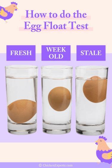 Egg Freshness Unveiled How To Master The Egg Float Test In 2024 Egg Float Test Egg Test For