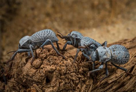 10 Tiny Black Bugs That Bite In Iowa 2023 Guide The Gardening Dad