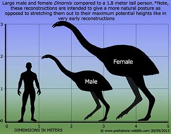 Giant Moa Extinction Cometh