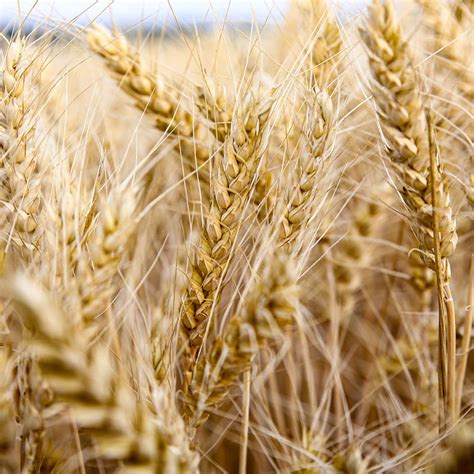 Apexus Saatbau Slovensko