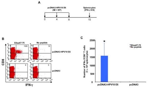 Figure 1 From Characterization Of Hpv18 E6 Specific T Cell Responses