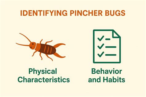 Pincher Bugs How To Identify And Eliminate Pest Extinct