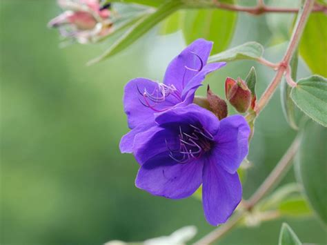 Princess Flower Plant Facts How To Grow A Princess Flower Bush