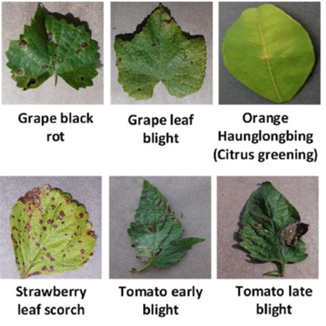 Plantleafdiseaseprediction Kaggle