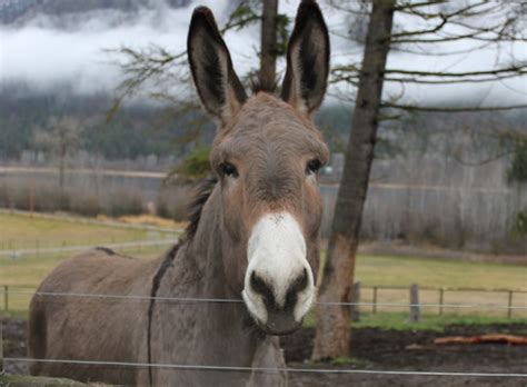 Keledai Temukan Fakta Menarik Dan Informasi Tentang Keleda