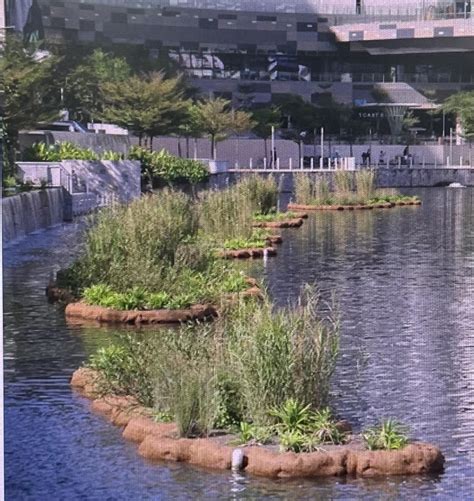 Does Anyone Knows What Landscaping Company That Provide These Wetland