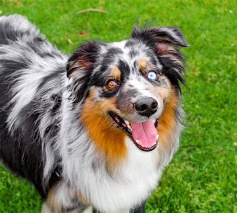 25 Top Medium Sized Dog Breeds That Offer The Perfect Balance Of Size