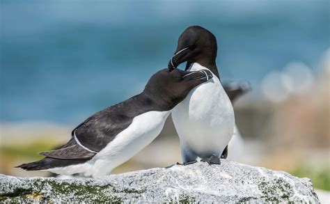 Birdlife International Birdlife Is The World Leader In Bird Conservation