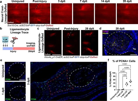 Rnascope Multiplex Fluorescent Reagent Kit V2 Advanced Cell Diagnostics Inc Bioz