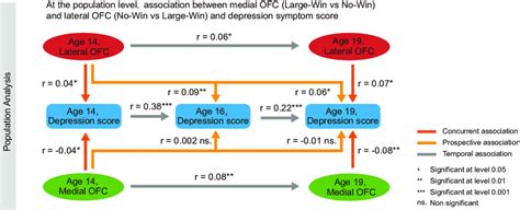 Associations Between The Lateral And Medial Orbitofrontal Cortex Ofc