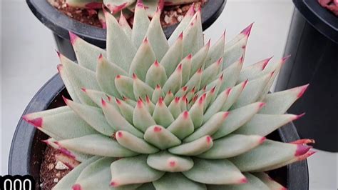 새벽별철화 화양연화 팅거벨금 화이트그리니 힐링하세요 Youtube