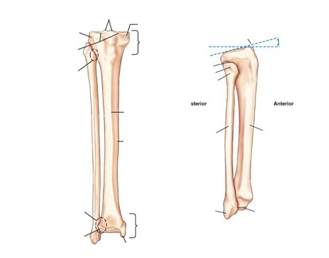 Anterior And Lateral Views Distal Tibia And Fibula R Quiz