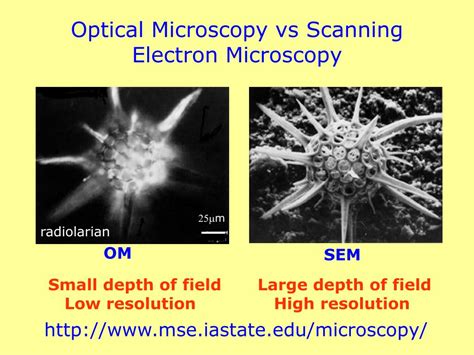 ppt optical microscopy powerpoint presentation free download id