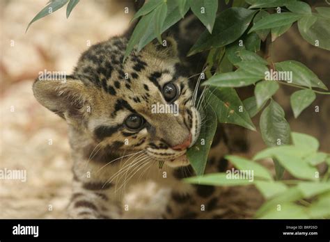 Clouded Leopard Cubs