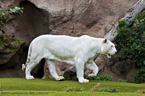 高清白虎摄影素材图片下载 素材编号13076123 素材天下图库