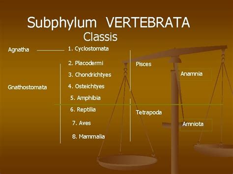 Kruglouste I Ribe Cyclostomata Pisces Subphylum Vertebrata Classis