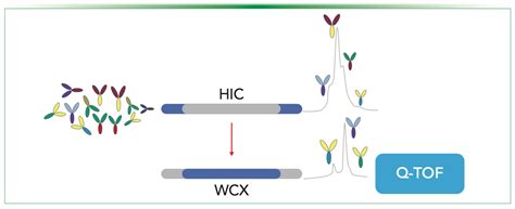 Intact Mass Analysis Based Multi Attribute Methods Imams For Characterization Of