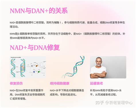 Nmn科普—nmn是什么？ 知乎