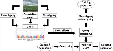 Steps Are Depicted For Gwas Assisted Genomic Selection The Results Download Scientific Diagram