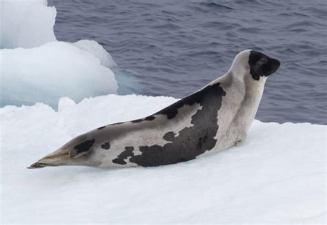 Dusky Gopher Frog Reintroduction Sees Initial Success The Wildlife Society