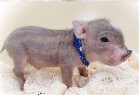 Teacup Pet Mini Pigs Violets Mini Pigs
