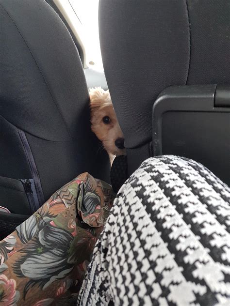 Peeping In The Car Rpeepingpooch