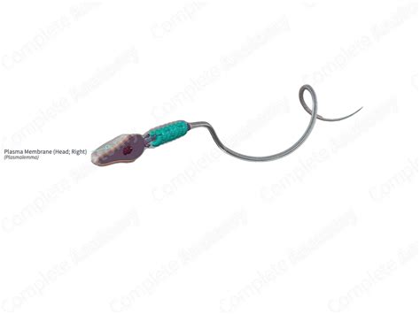 Plasma Membrane Head Right Complete Anatomy