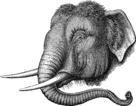 تصاویر Png فیل واقعی بدون پس‌زمینه برای طراحی‌های حرفه‌ای دانلود رایگان