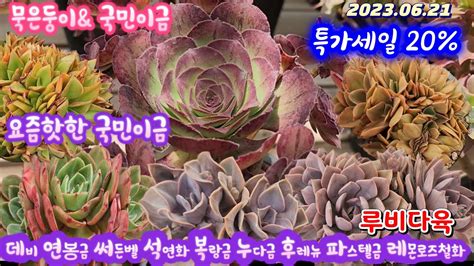 루비다육4특가20세일써든벨데비레몬로즈철화당인금철화미니고사홍철화석연화줄리아철화금복랑금누다금연봉금후레뉴