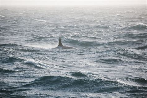 Orcas Killer Whales An Overwiew And 10 Interesting Facts Poseidon Expeditions