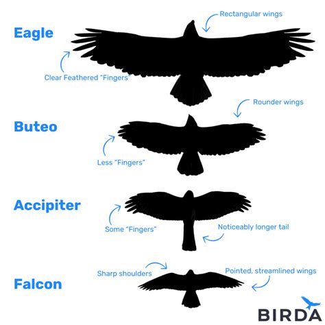 Hawk Identification Everything You Need To Know Birda