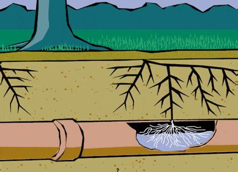 Drain Blockage Caused By Plant Or Tree Roots