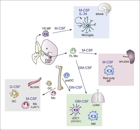 Gm Csf From Growth Factor To Central Mediator Of Tissue Inflammation