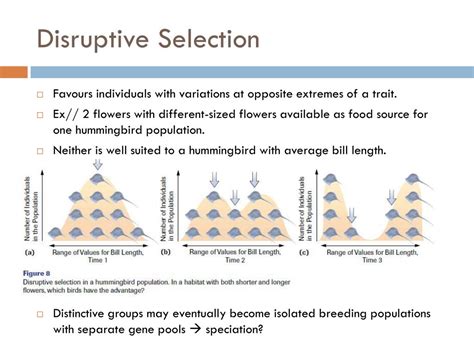 PPT - Mechanisms of evolution PowerPoint Presentation, free download - ID:1995354