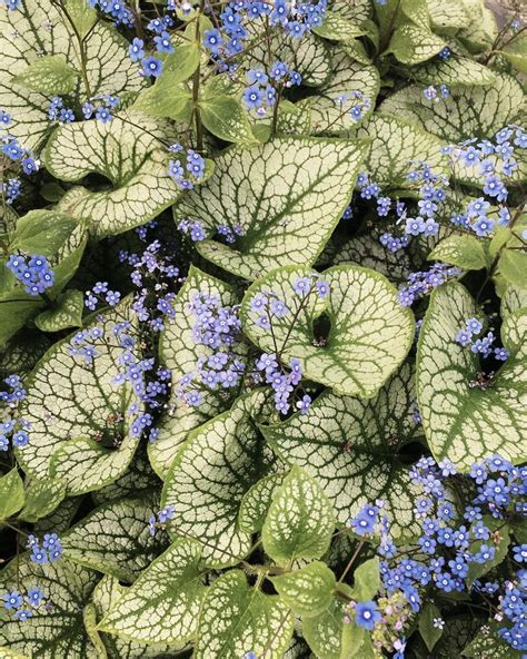 Hostas And Tiny Flowers Ellen