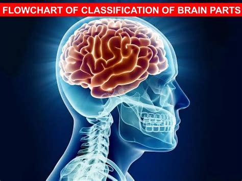 Brain Structure And Its Function Class 10 Pptx Brain And Nervous System Disorders