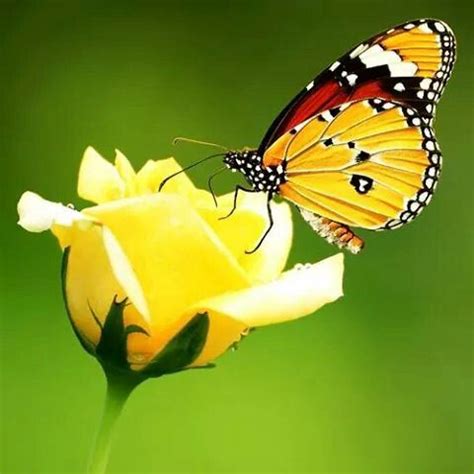 Yellow Rose With Butterfly
