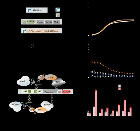 Arabinose Inducible Crisprdcas9 Derived Atf Library For Tunable Gene