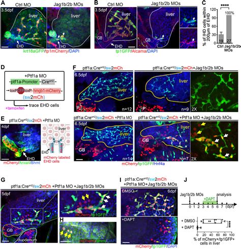 Intrahepatic Cholangiocyte Regeneration From An Fgf Dependent Extrahepatic Progenitor Niche In A
