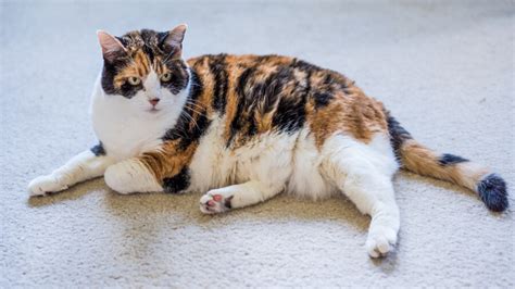 Kelebihan Kucing Jantan Warna Jeremiah Has Hunt