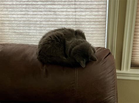 Draw my stuck up fluffy diva : r/redditgetsdrawnbadly