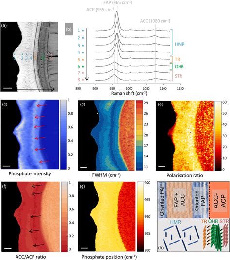 Raman Spectroscopy Of The Outer Regions Of The Spike Cuticle A
