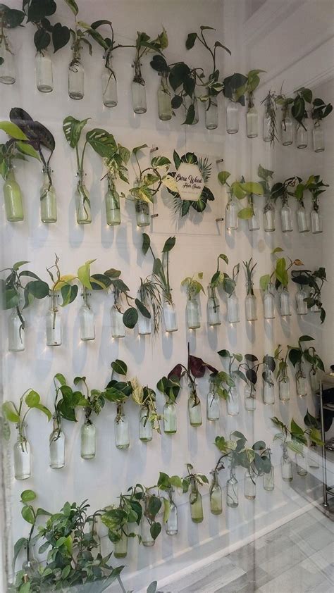 15 Propagation Wall Ideas Plant Decor Plants Indoor Plants