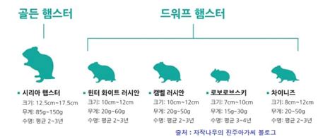 핑구의 핑꾸핑꾸한 라이프 🐹 다양한 햄스터의 세계 🐹 핑구는 드워프 햄스터 윈터 화이트 러시안