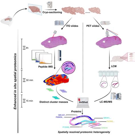 Enhanced In Situ Spatial Proteomics By Effective Combination Of Maldi Imaging And Lc Ms Ms