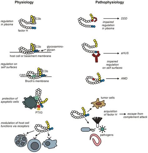 Factor H A Complement Regulator In Health And Disease And A Mediator