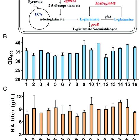 Glutamine Metabolic Pathway And Effects Of Combined Four Strategies