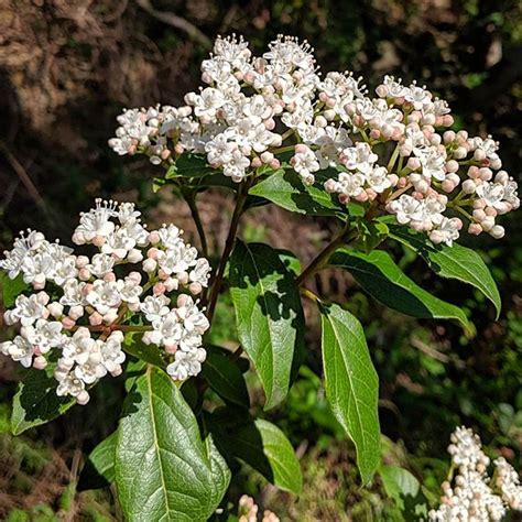 Laurestinuslaurustinus Viburnum Tinus Weeds Of Melbourne