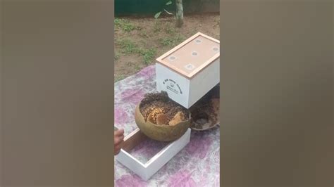 මී මැස්සන් ජනපදය පෙට්ටි ගත කිරීම Part 1 Youtube